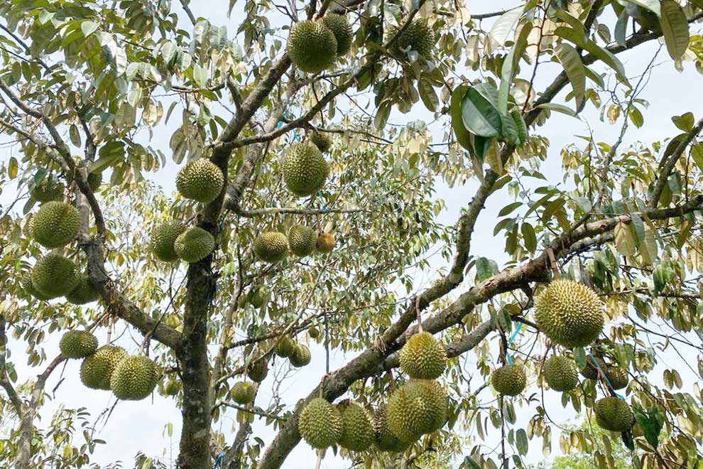 Royal Bumi Care - Margaraja